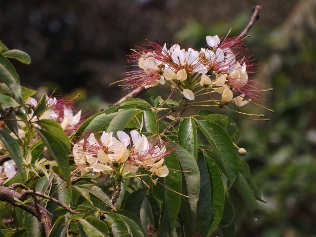 Ayurvedic Tips To Keep Your Kidneys Healthy